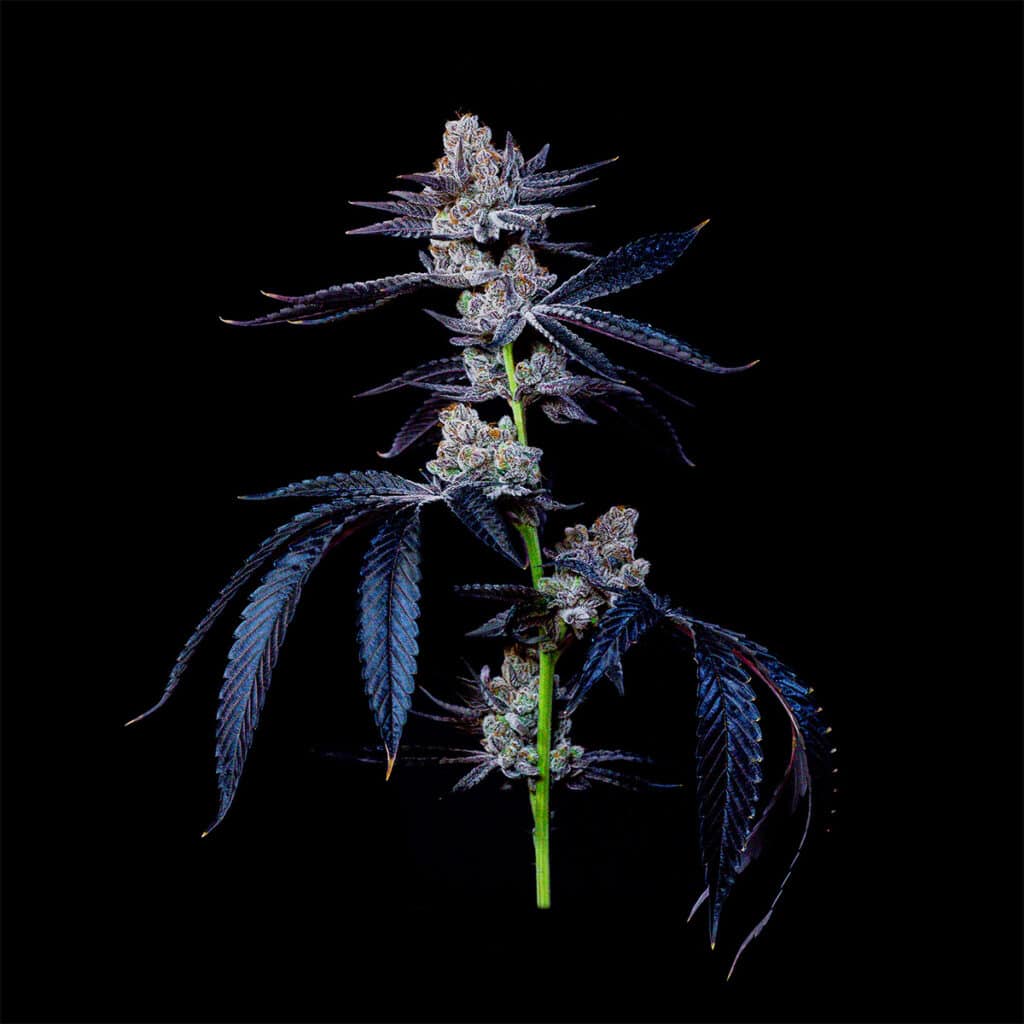 garlic chem - Apollo Green