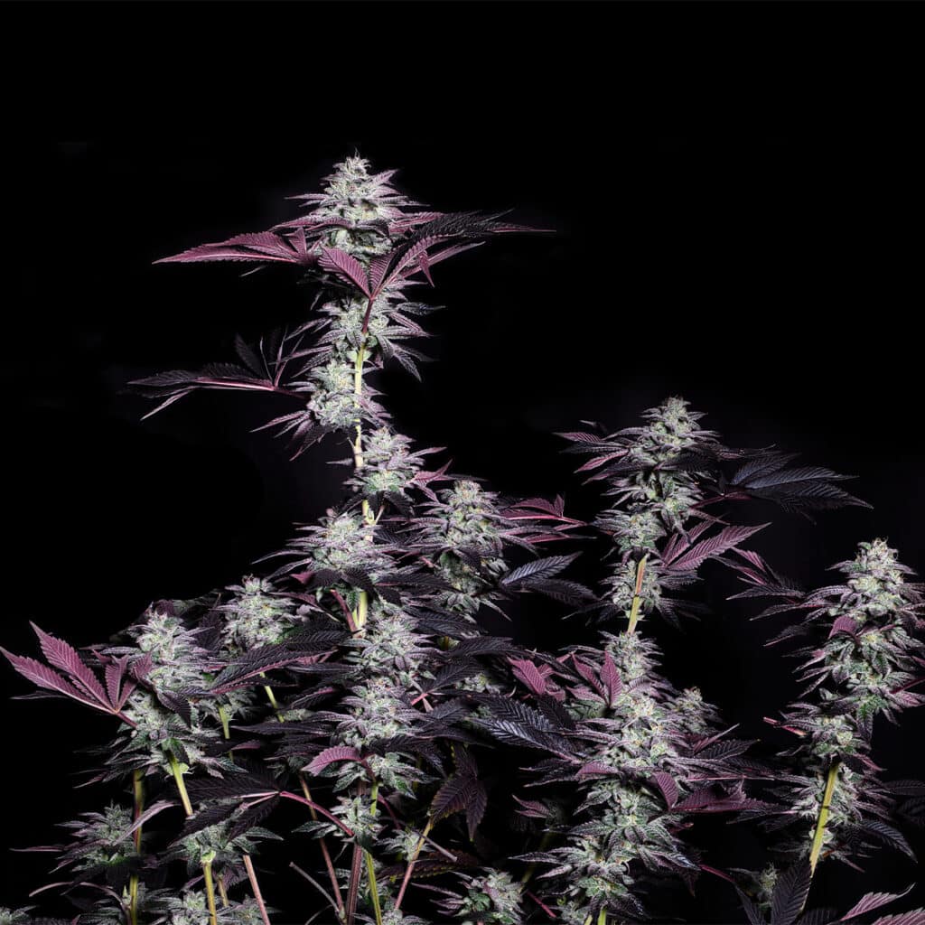 garlic chem - Apollo Green