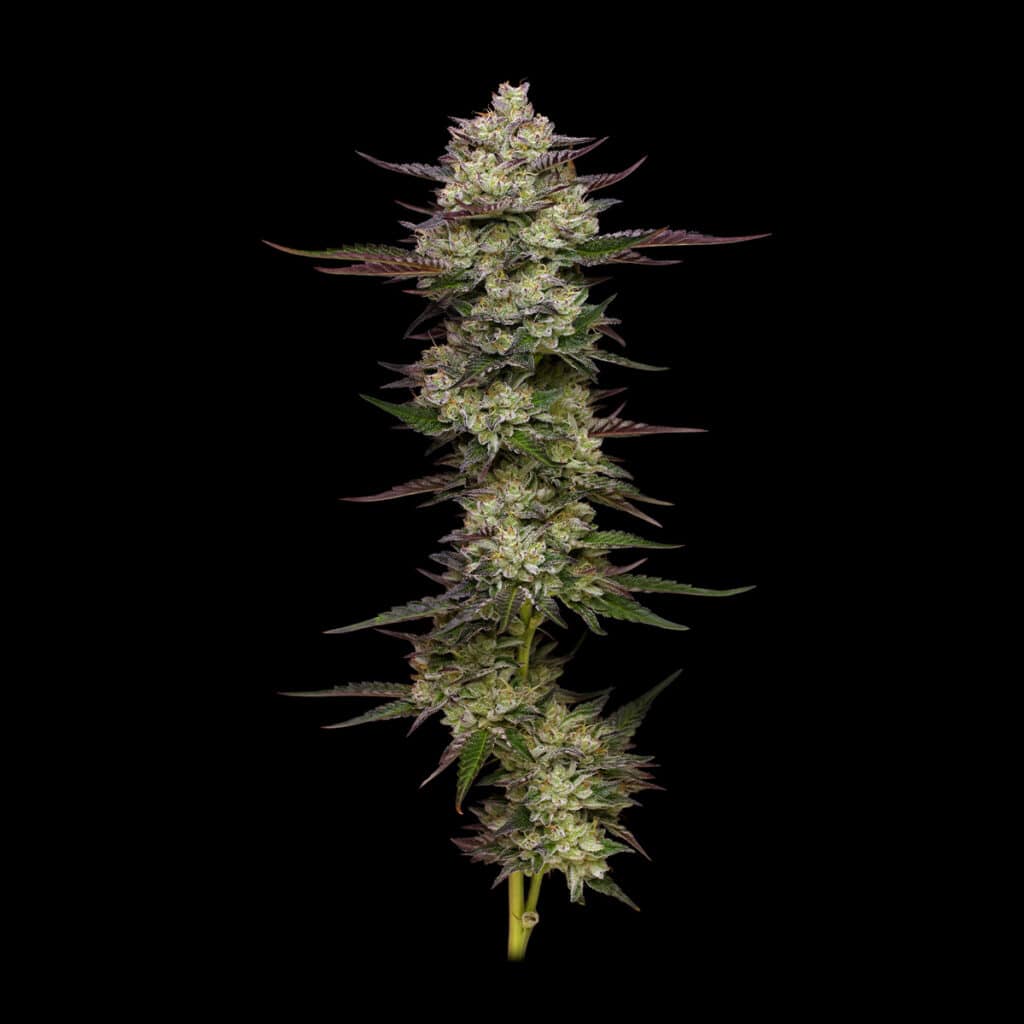 Genetics Archive - Apollo Green
